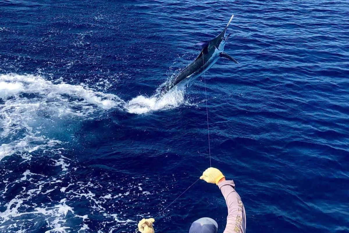 Marlin Fishing - Jaco Costa Rica Fishing Charters